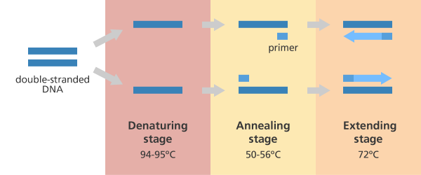 Understanding PCR: Process & Key Applications