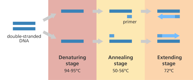 Understanding PCR: Process & Key Applications Understanding PCR: Process & Key Applications